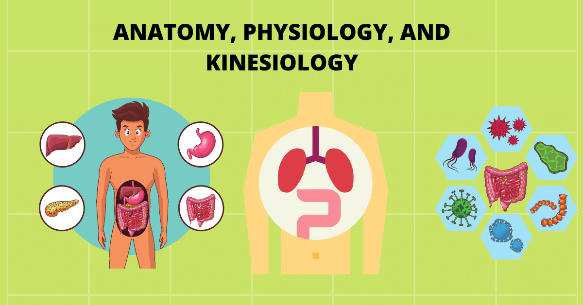 Fundamentals of Anatomy, Physiology Ch 8 Class 11 Notes 2021